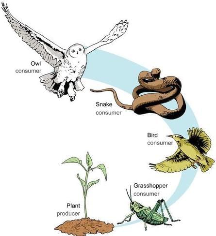 Basic Introduction to Environment - I - Crash Course for UGC NET ...