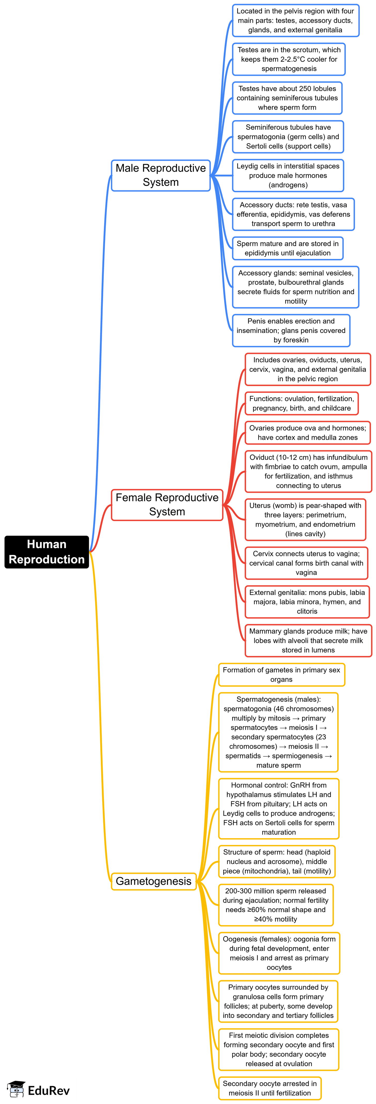 Human Reproduction Mind Map - NEET Biology Class 12 PDF Download
