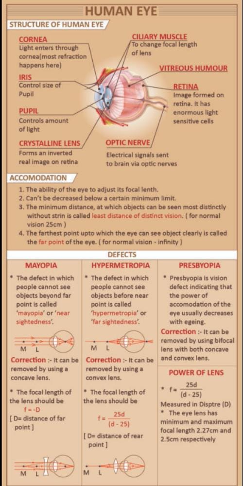 Explain the human eye. What are the types of eye defects? - EduRev ...