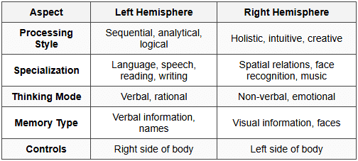 Inside the Brain and Nervous System - Psychology 101 for Students ...