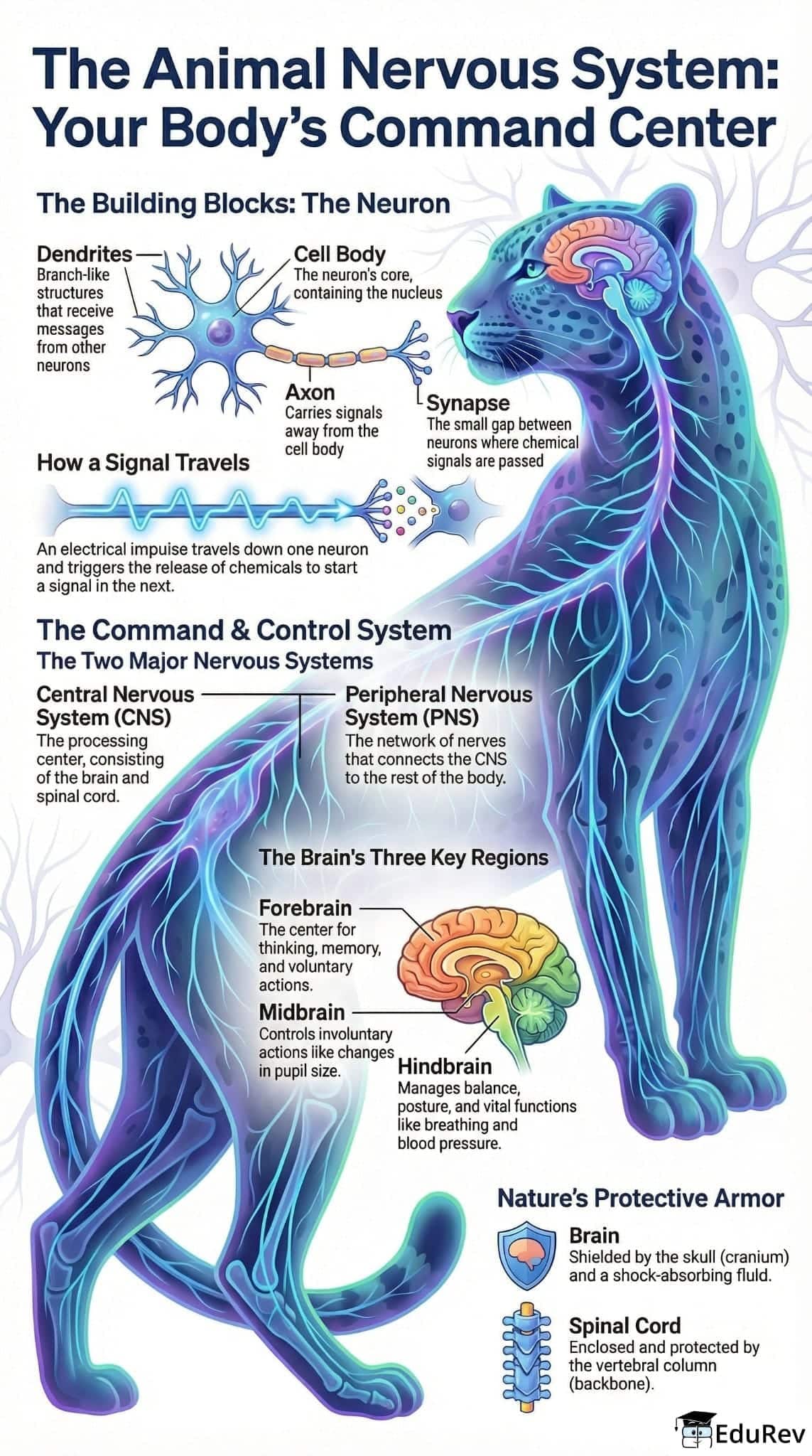 Infographics Control and Coordination - Science Class 10