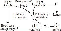 Circulatory System Class 10 Notes Science Free PDF