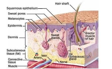 Anatomy and Physiology of Skin Chapter Notes - Dermatology and ...