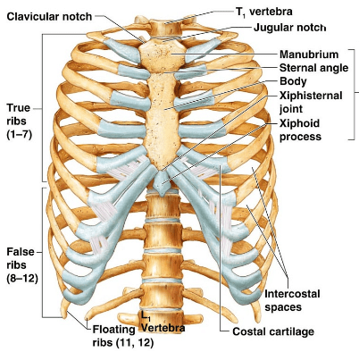 What Is The Function Of Xiphoid Process Edurev Neet