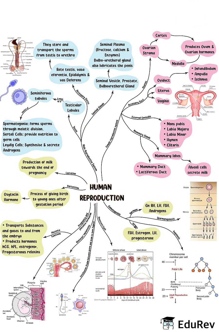 Neet Biology Human Male Reproductive System Concept Map