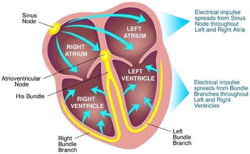 Human Heart structure and function - Class 10 PDF Download