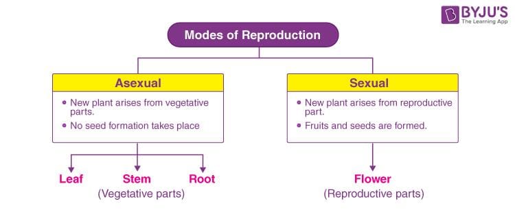 Revision Notes: The Reproductive System - Biology Class 10 ICSE PDF ...