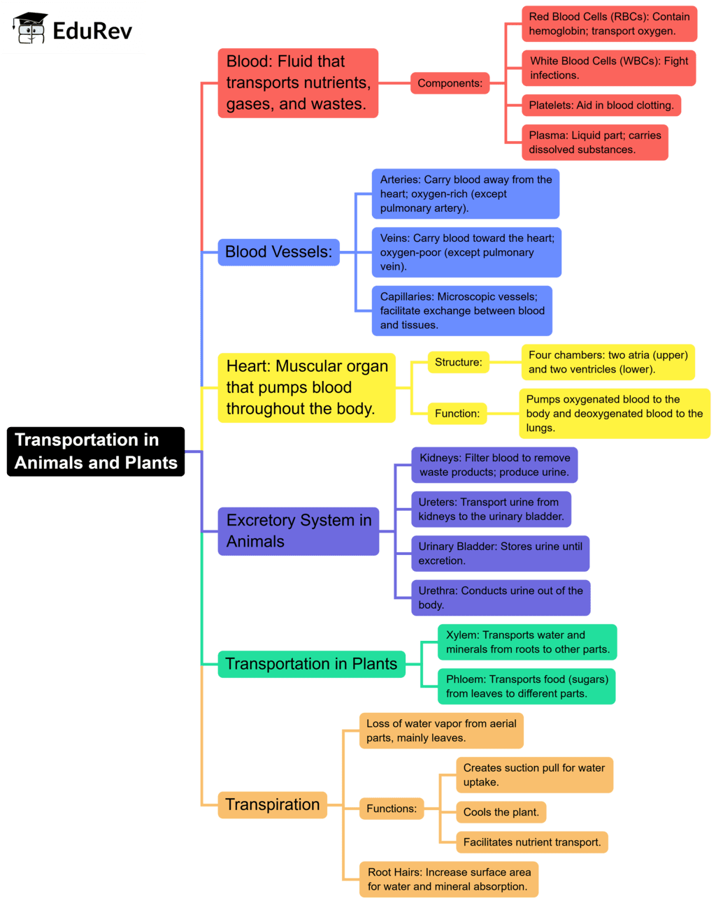 Mindmap: Transportation in Animals and Plants - Science Class 7 PDF ... Mindmap: Transportation in Animals and Plants - Science Class 7 PDF ...