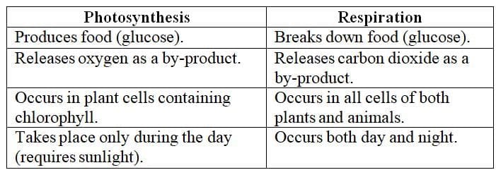 Photosynthesis and Respiration Chapter Notes - Biology Class 7 ICSE PDF