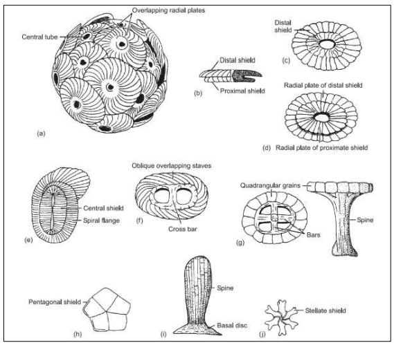 Different Kinds Of Microfossils Geology Optional Notes For Upsc Pdf