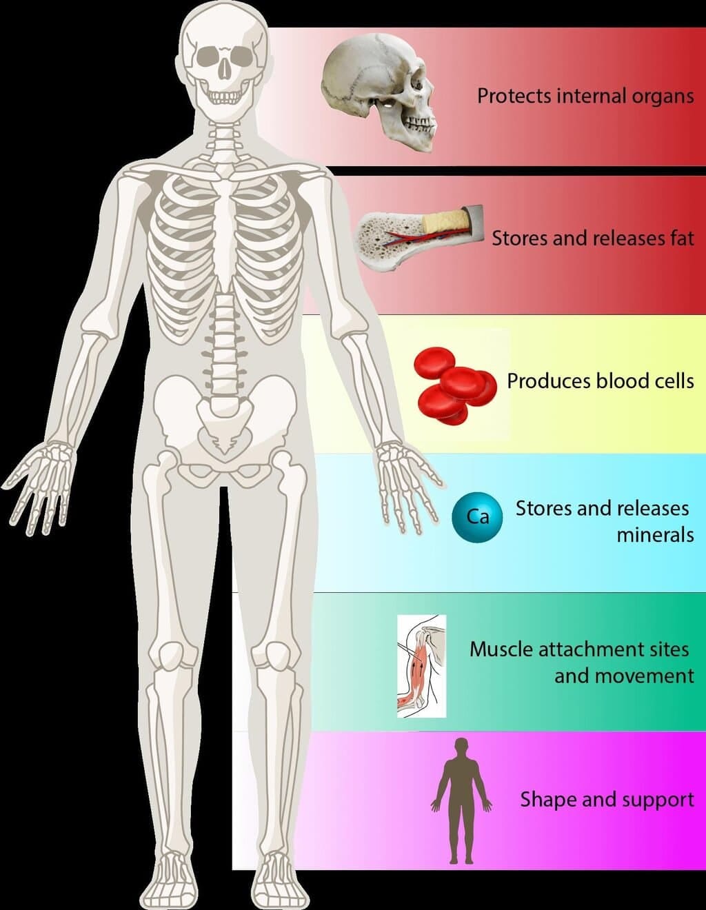 Human Body - The Skeletal System Chapter Notes - Science Class 5 ICSE ...