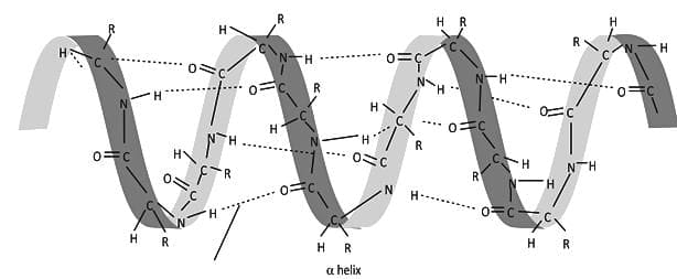 Protein Structure - CSIR NET Life Science PDF Download