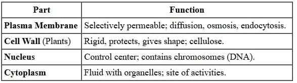 Cheat Sheet: The Fundamental Unit of Life - Science Class 9 PDF Download