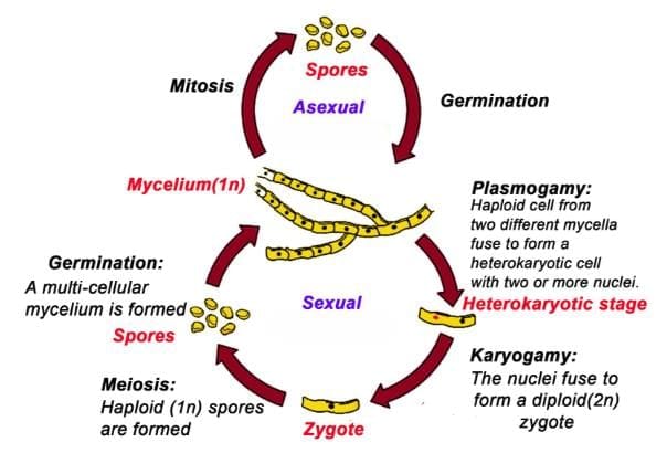 Kingdom Fungi - Biology Class 11 - NEET PDF Download