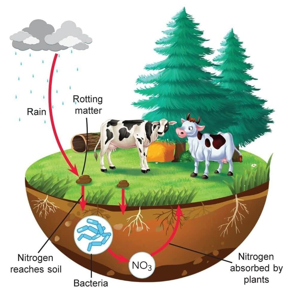 Class 7 Science Chapter 1 HOTS Questions - Nutrition in Plants