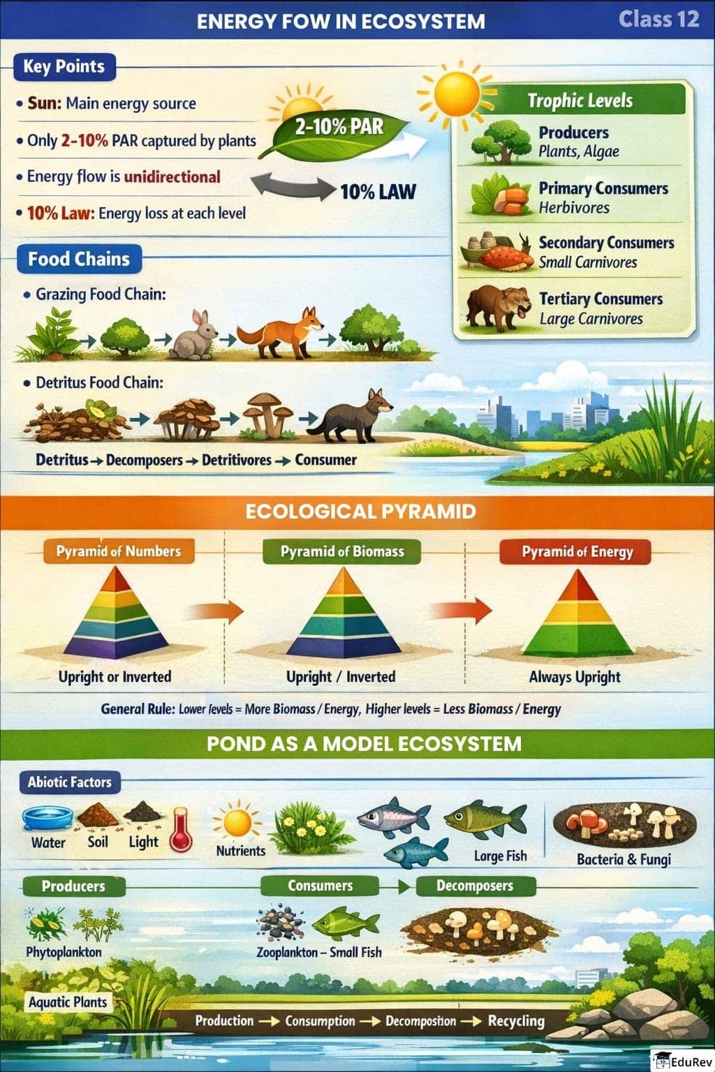 Infographics Ecosystem - Biology Class 12 - NEET PDF Download