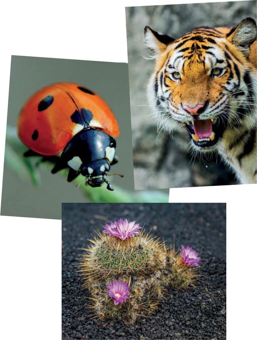 How do living things work Chapter Notes - IB Grade 6 Science - Grade 6