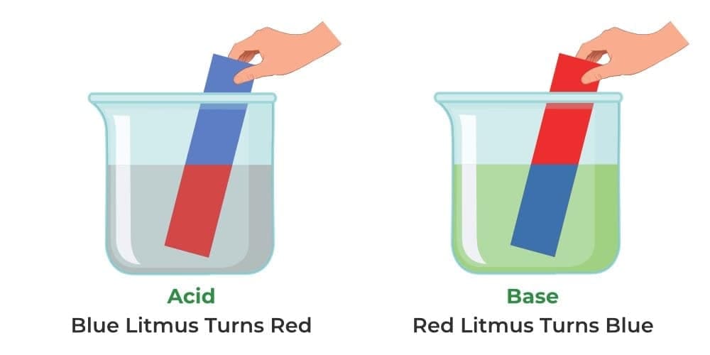 Rapid Revision Acidic Basic And Neutral - Science (Curiosity) Class 7