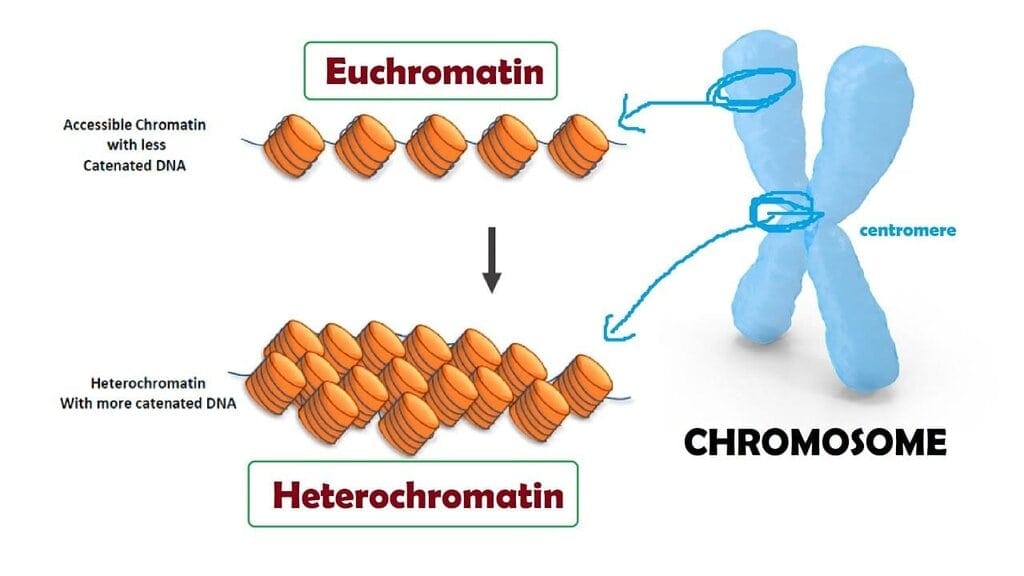 Detailed Notes on Eukaryotic Chromosome Organization - MCAT Biological
