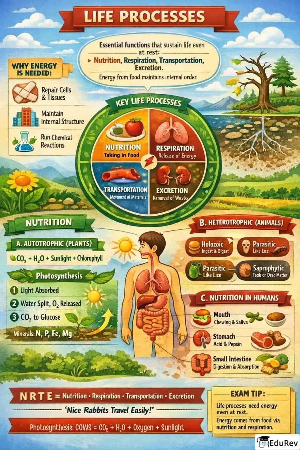 Infographics Life Processes - Science Class 10 PDF Download