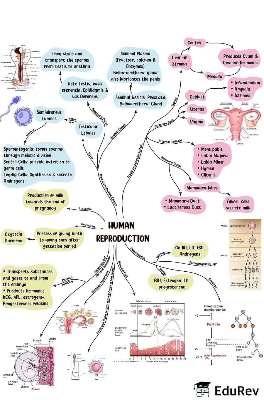 Quick Revision: Class 12 Biology at a Glance - Biology Class 12 - NEET ...