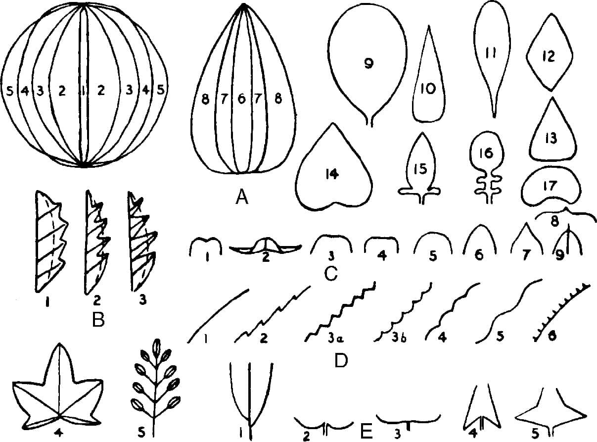 Plant description, morphology and anatomy Chapter Notes - Pharmacognosy