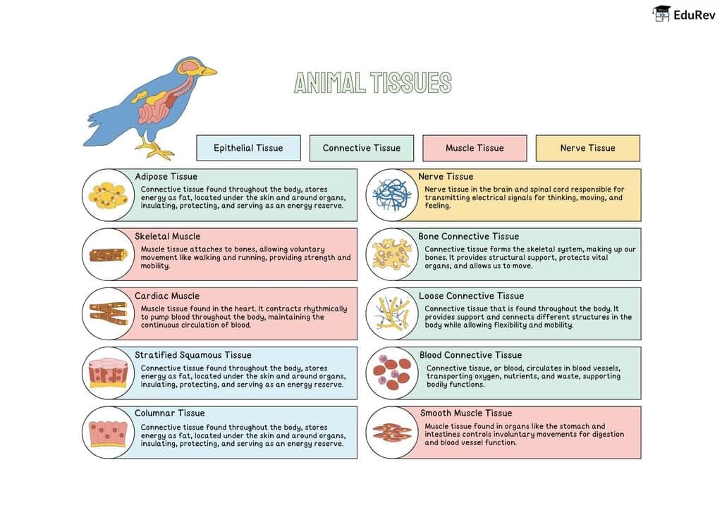 Infographics: Animal Tissues Basic - NEET PDF Download