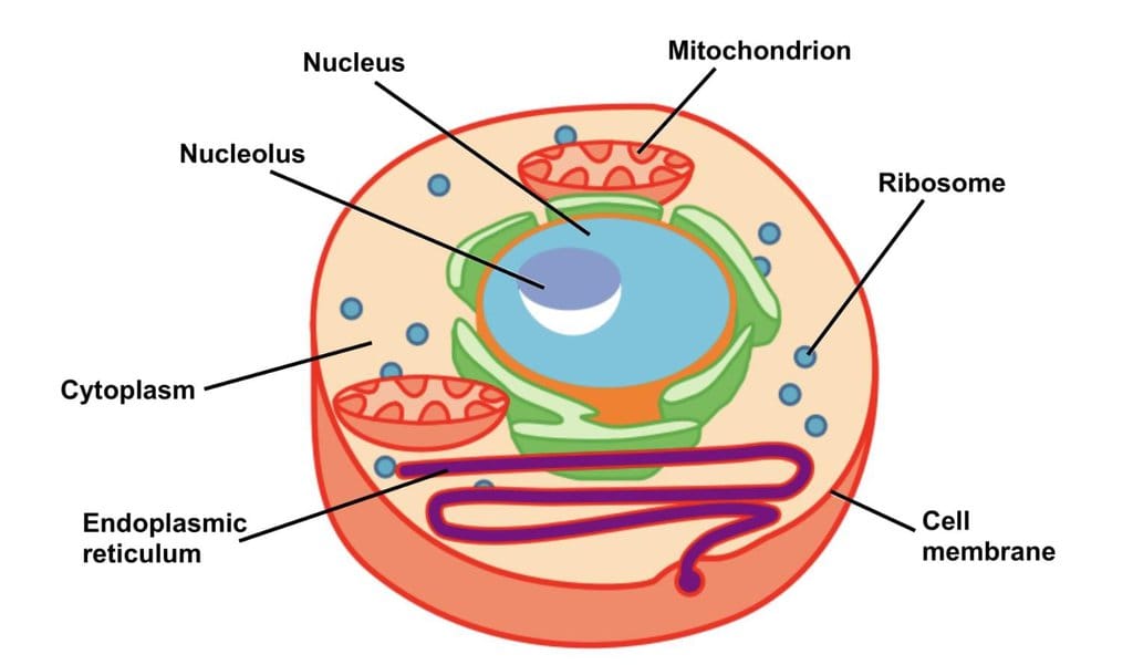 Cell The Unit Of Life Chapter Notes - Biology Class 9 ICSE PDF Download