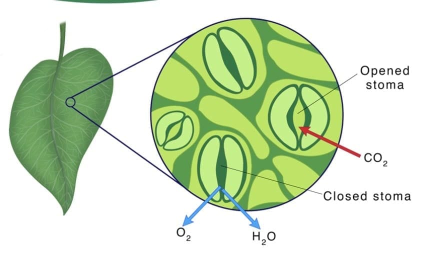 Mnemonics Life Processes in Plants - Science (Curiosity) Class 7 - New