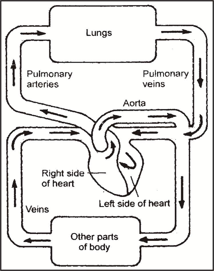 Circulatory System Class 10 Notes Science Free PDF